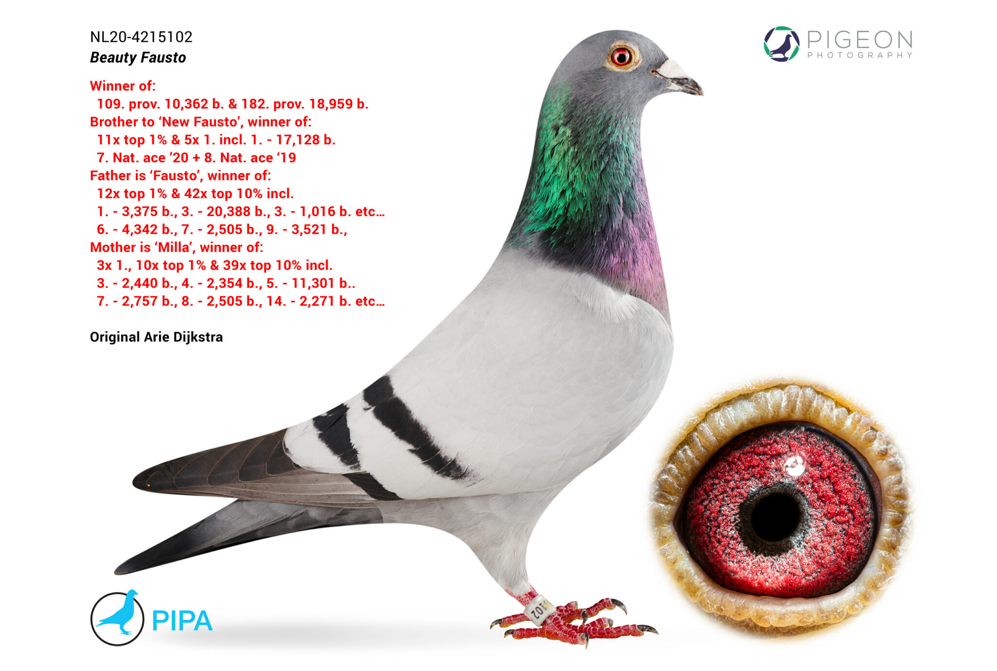 .LOT 4 TOP PIGEON GOLD – NL 20 4215102 (NORMAN PHILLIPS) – IMPORTED ...