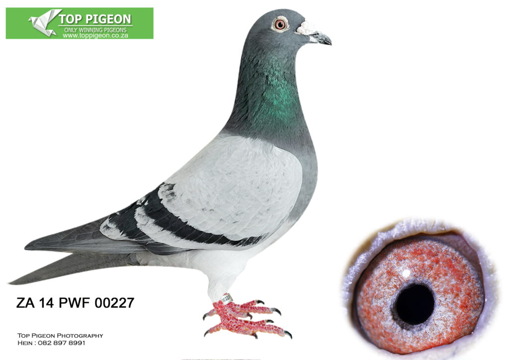 .LOT 5 TOP PIGEON END JULY – ZA 14 PWF 00227 BB(BRED BY PIGEONEERS ...
