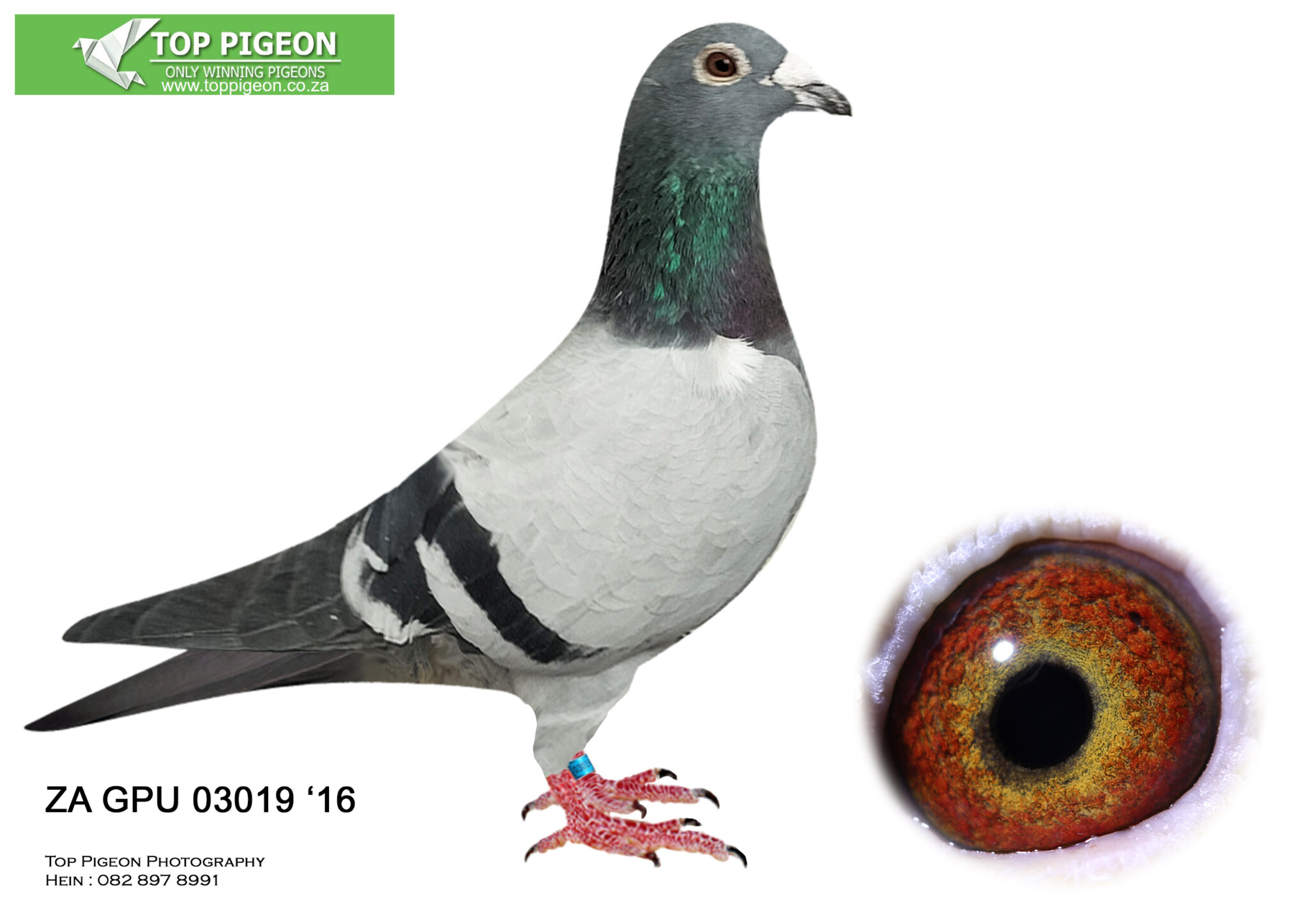 LOT 20 ENGELBRECHT J & T AUCTION – ZA 16 GPU 03019 BB – SIRE: ZA 11 GPU ...