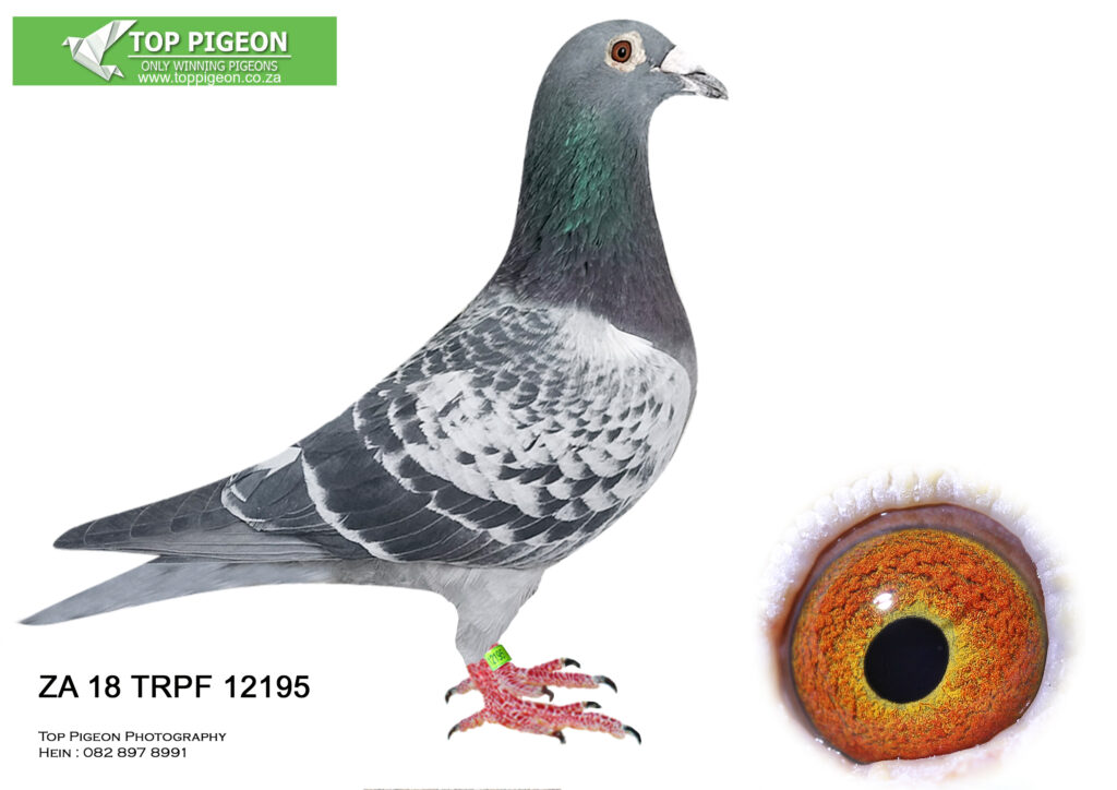 LOT 10 TOP PIGEON END JULY – ZA 18 TRPF 12195 (BRED BY WEDDERBURN ...
