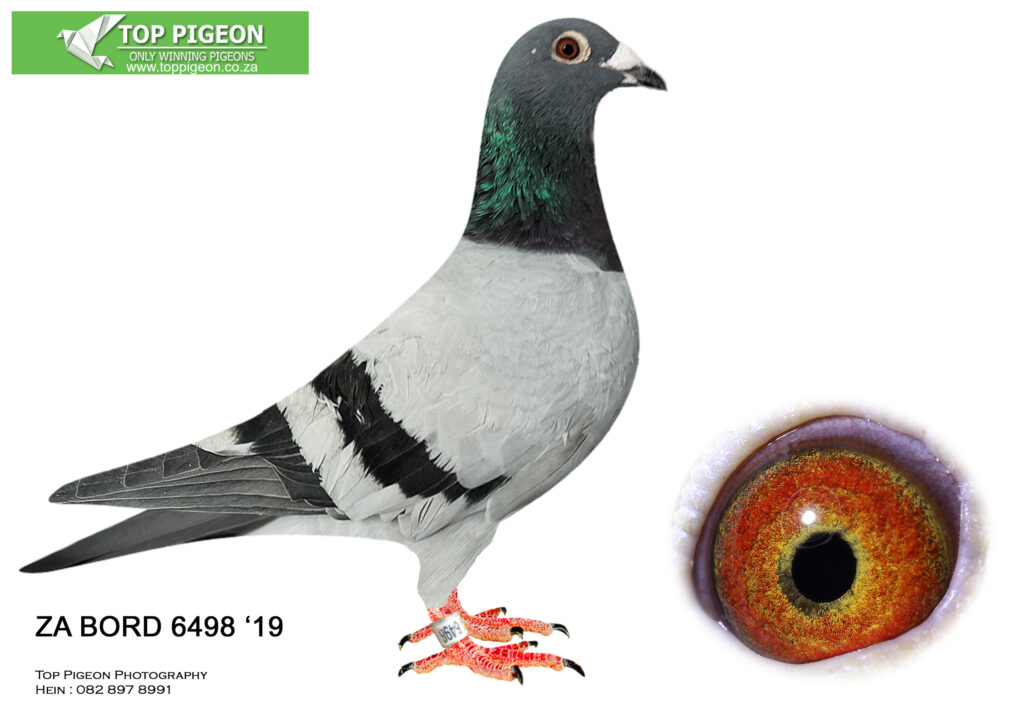 .LOT 3 ENGELBRECHT J & T AUCTION -ZA 19 BORD 6498 BB – SIRE: ZA 12 ...