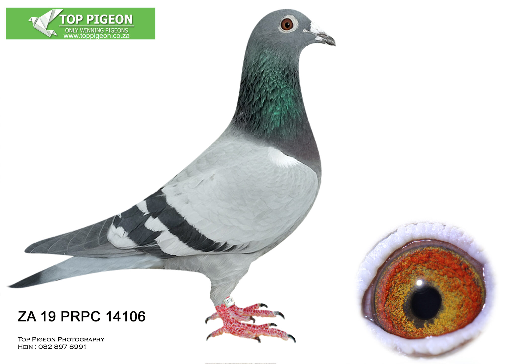 LOT 16 TOP PIGEON END JULY – ZA 19 PRPC 14106 BB (BRED BY PIGEONEERS ...