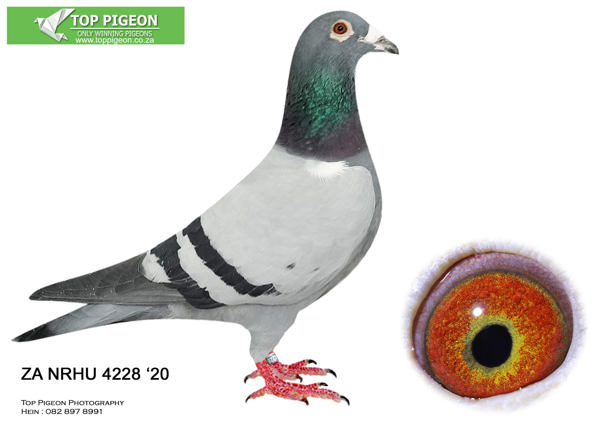 LOT 17 ENGELBRECHT J & T AUCTION – ZA 20 NRHU 4228 BB – GANUS / KUWAIT . —-SIRE: 5197 ZA 19 GPU ...