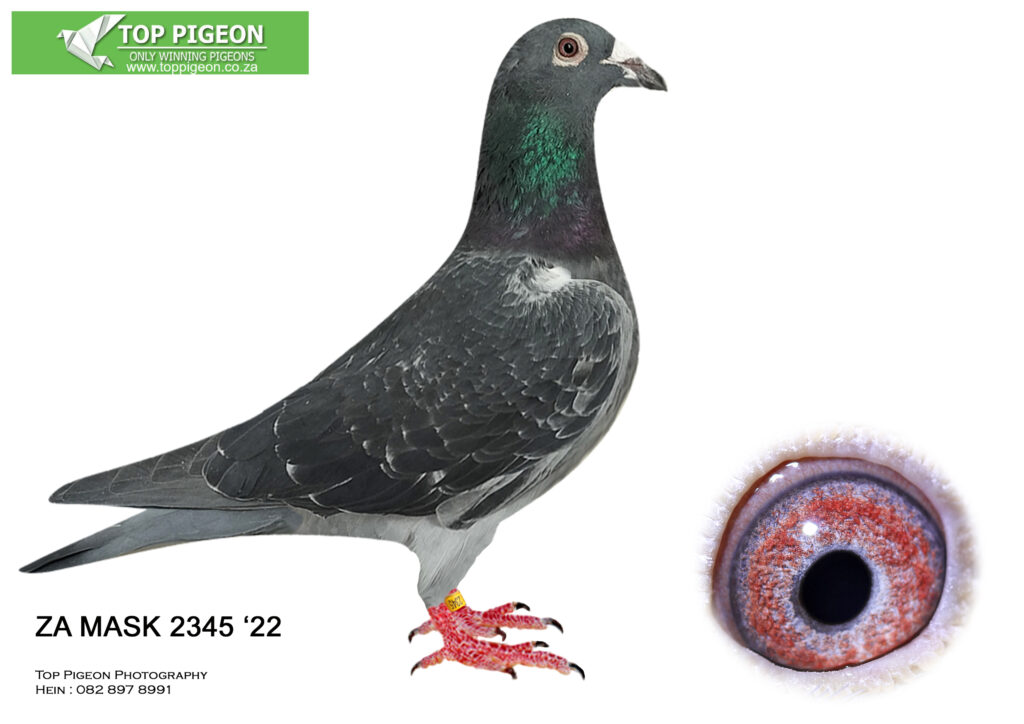 LOT 30 ENGELBRECHT J & T AUCTION – ZA 22 MASK 2345 DCH – ire: 12939 ZA ...