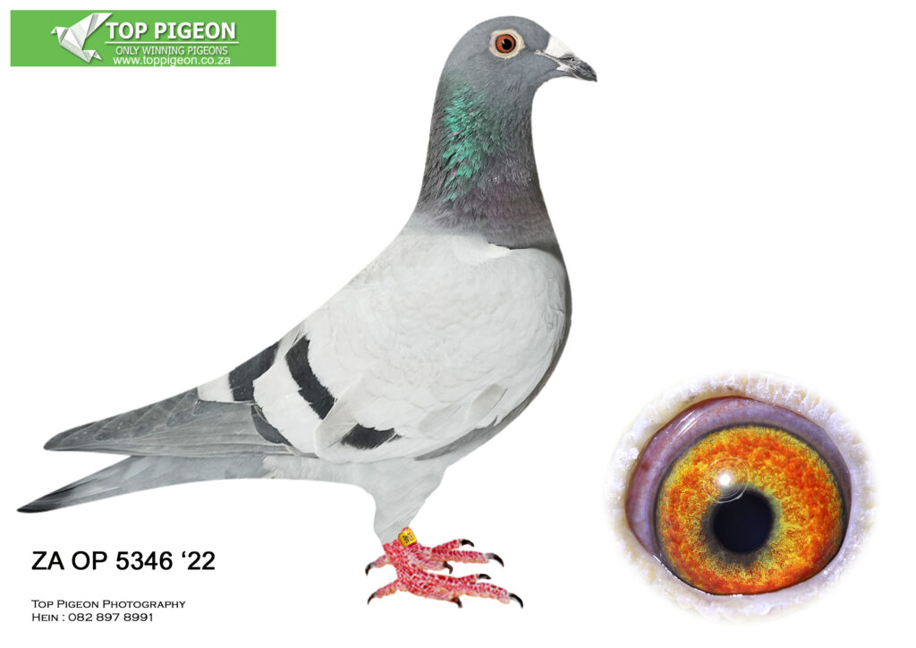 LOT 35 ENGELBRECHT J & T AUCTION – ZA 22 OP 5346 BB – SIRE : OP 12303. 100% EINKAMERER. THIS ...