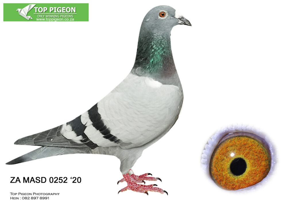 LOT 16 ENGELBRECHT J & T AUCTION – ZA 20 MASD 0252 BB —SIRE: 1415 MASK ...