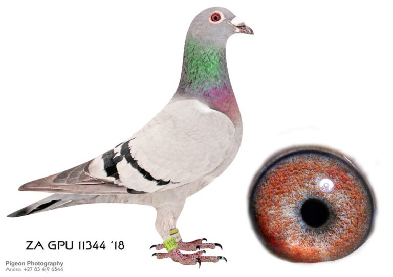 .LOT 8 WACKY WEDNESDAY – – ZA 18 GPU 11344 BB (BRED BY JACO FAUL) —SIRE: ZA 12 WBU/D 0149 ...