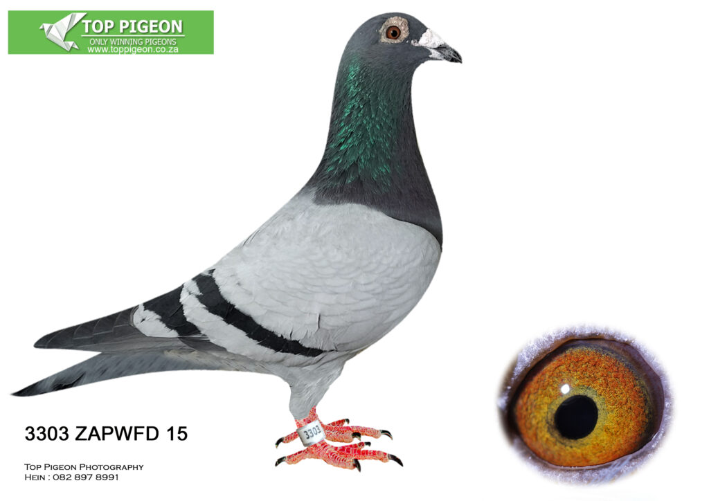 LOT 12 TOP PIGEON EARLY AUGUST – ZA 15 PWFD 3303 BB – His dam ‘Jessie ...