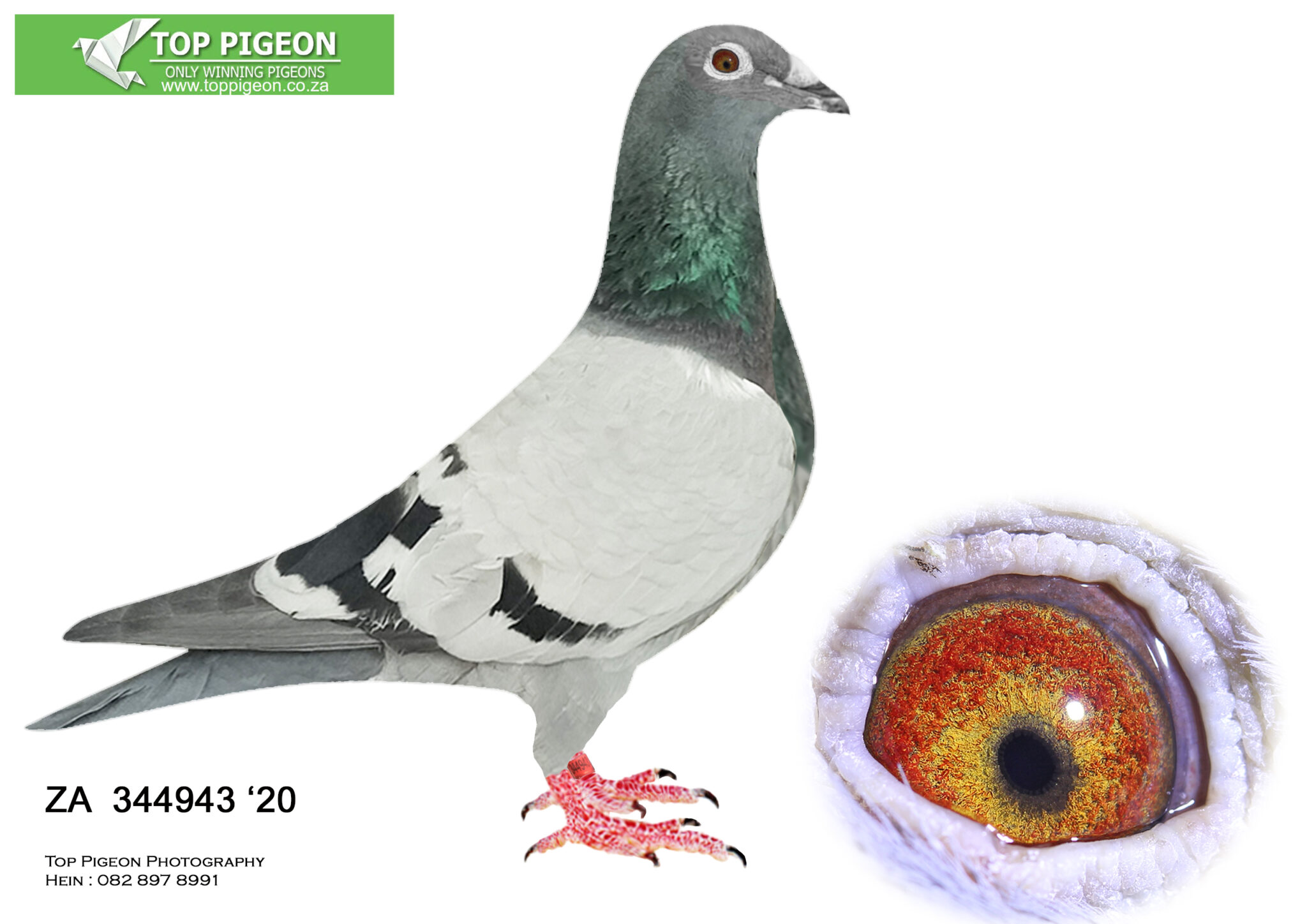 LOT 19 GREEN DOT AUCTION- ZA 20 344943 BB -Sire: ZA 18 JJJ 134 ” Jacqueline” 127th 2019 SAMDPR ...