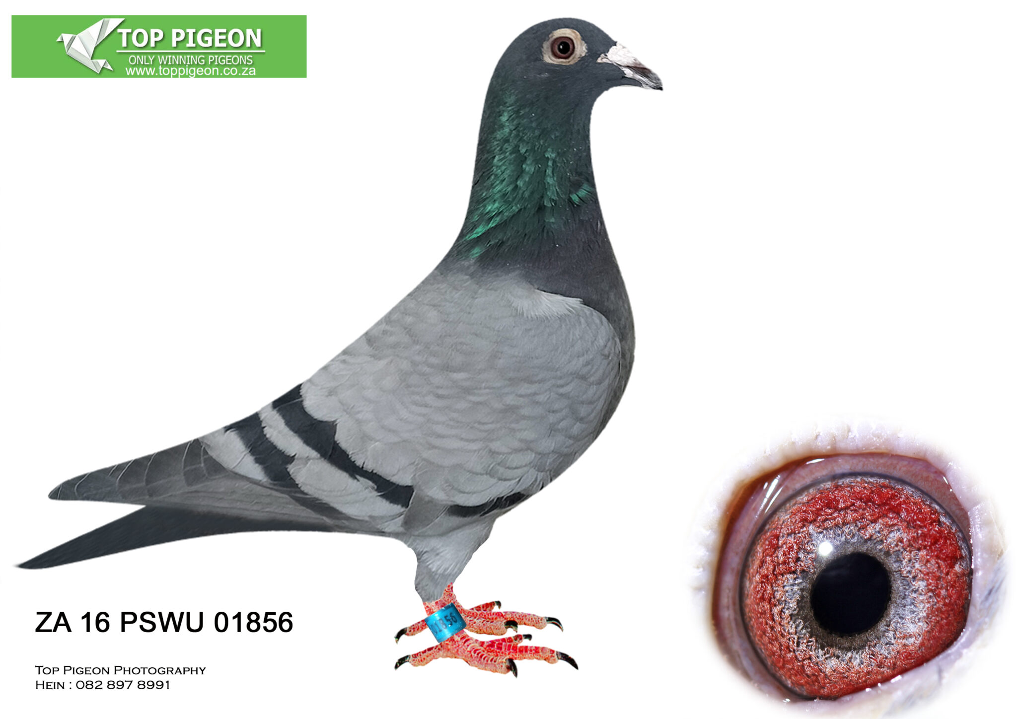 LOT 11 TOP PIGEON MID AUGUST – ZA 16 PSWU 01856 BB (BRED BY DU PLOOY ...