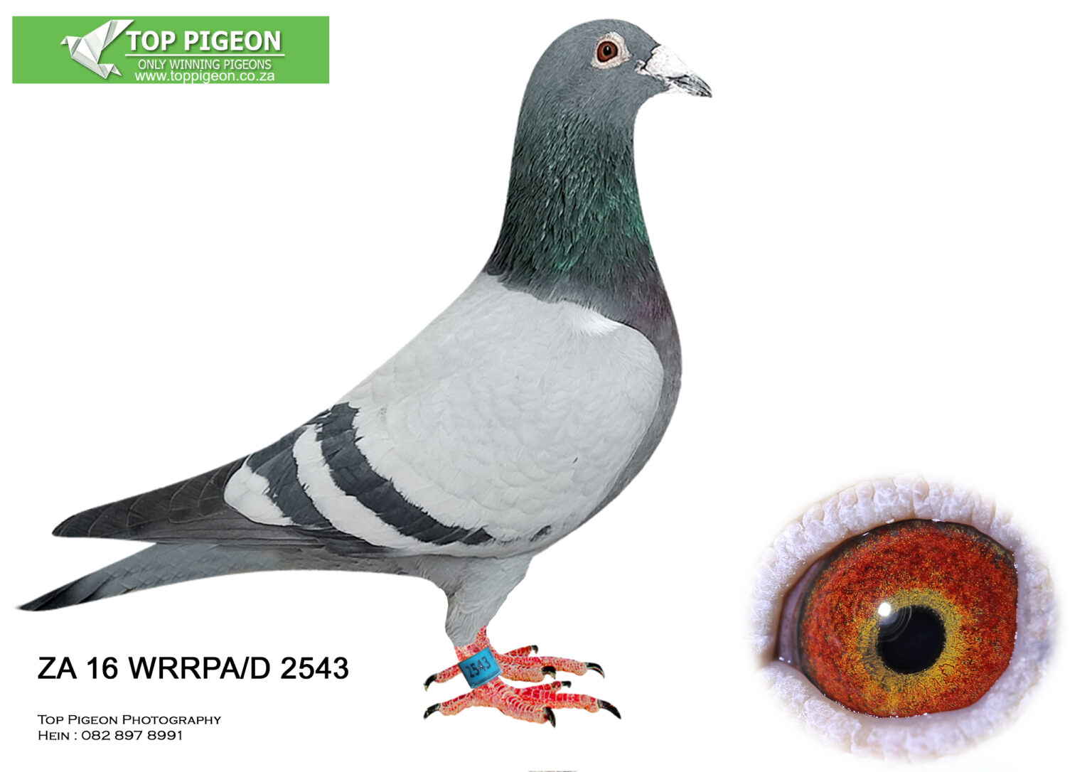 LOT 19 TOP PIGEON MAGIC AUCTION – ZA 16 WRRPA/D 2543 BBAR (BRED BY GJT ...