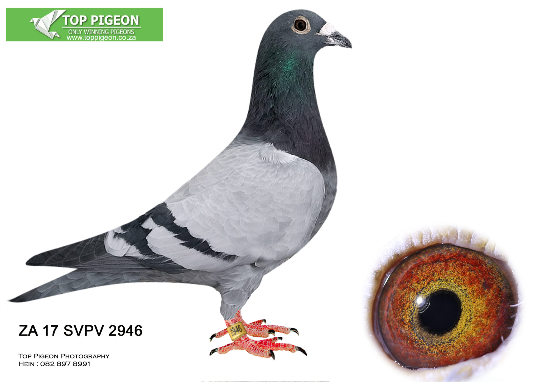 .LOT 9 TOP PIGEON MAGIC AUCTION – ZA 17 SVPV 2946 BBAR –(BRED BY JBM ...