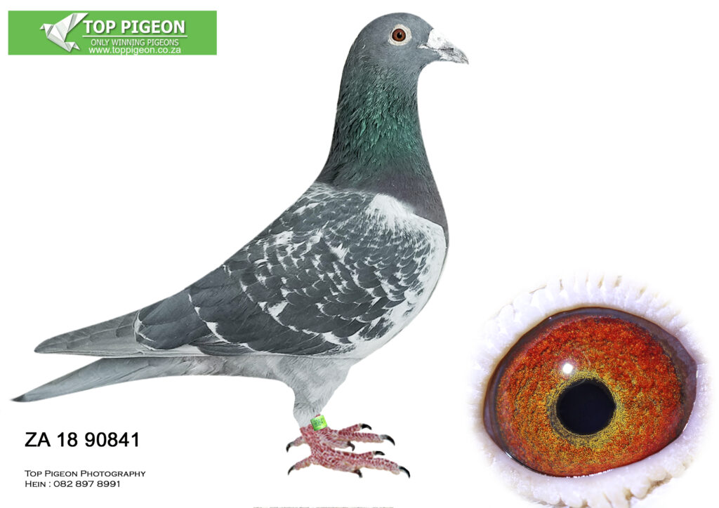 LOT 15 WOMANS DAY AUCTION – ZA 18 90841 CHECK (BRED BY DIE HUYSERS) – SIRE: PWF 6720 12. Alias ...