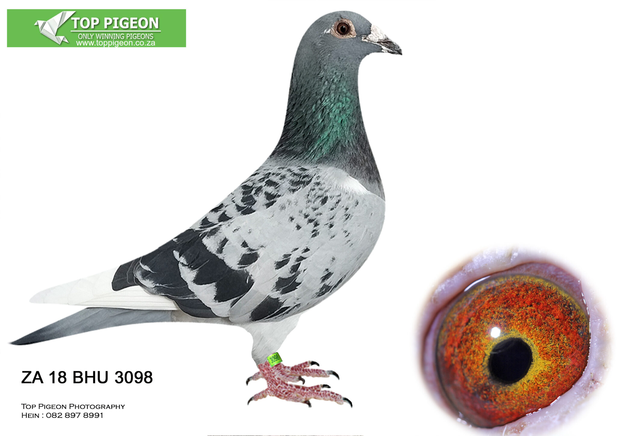 LOT 34 TOP PIGEON MID AUGUST – ZA 18 BHU 3098 CHWF (BRED BY DU PLOOY ...