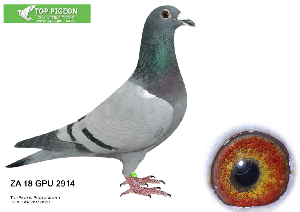 .LOT 9 WACKY WEDNESDAY – ZA 18 GPU 2914 BB – 2nd Club , 57th Fed Noupoort 622km 1050mpm—-SIRE ...