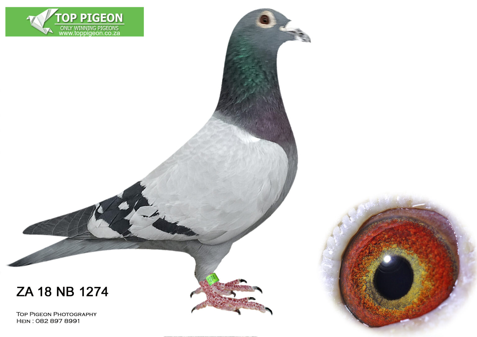 LOT 17 WACKY WEDNESDAY –– ZA 18 NB 1274 BB (BRED BY DU PLOOY FAMILY LOFTS)—-SIRE: ZA 09 THU ...