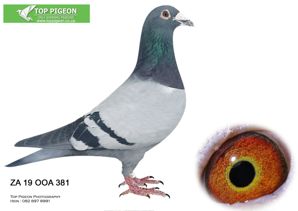 LOT 18 TOP PIGEON MID AUGUST – ZA 20 CYRL 1986 BB (BRED BY JACO FAUL) -BRED BEST BIRD FOR HANNES ...