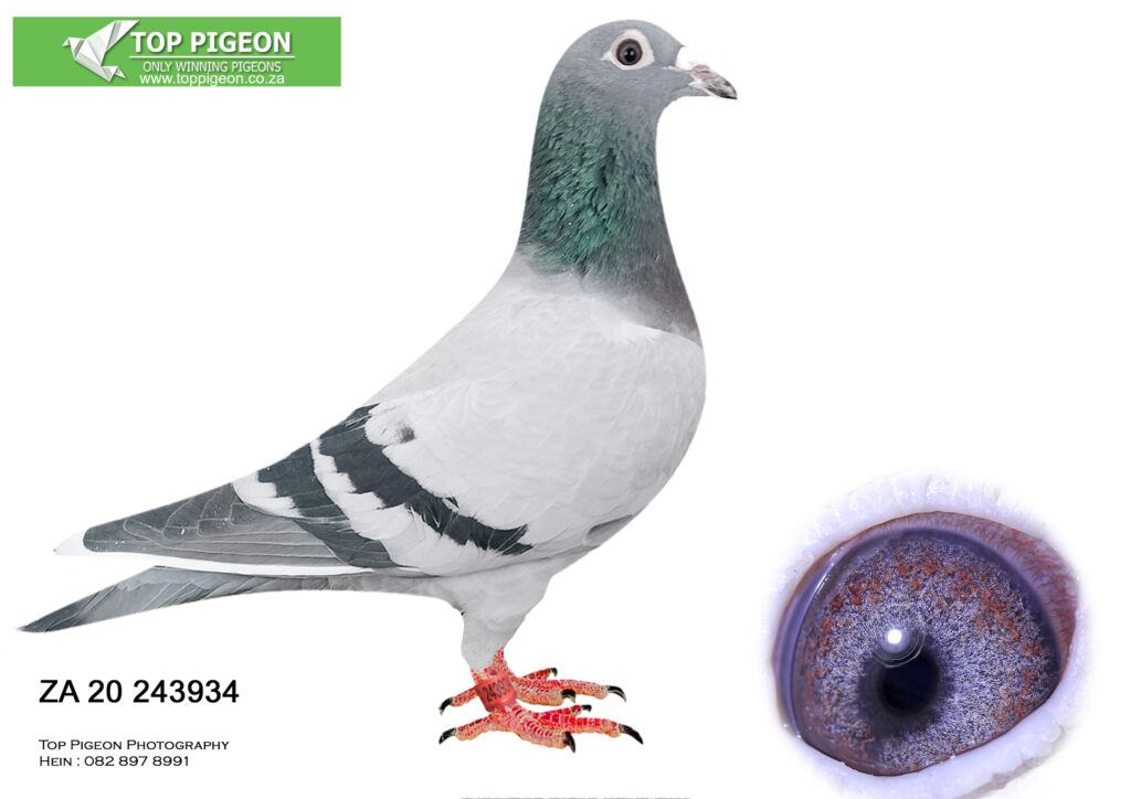 LOT 23 OUT OF AFRICA -ZA 20 243934 BBWF -SIRE: ZA 17 GPU 05392 “SON MIDDLE AND LONG ACES”. OOA ...