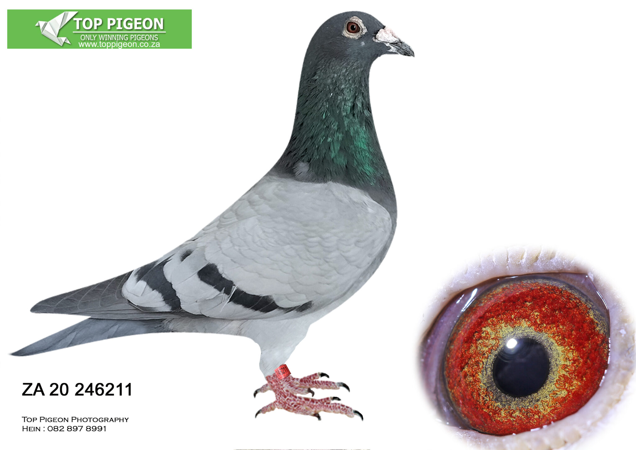 LOT 44 TOP PIGEON MID AUGUST – ZA 20 246211 BB (BRED BY IAN RISTOUW ...