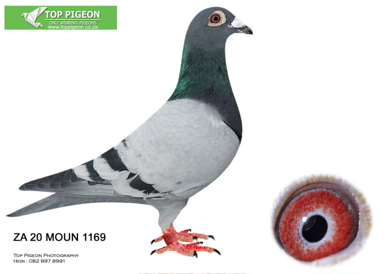 LOT 24 WACKY WEDNESDAY –– ZA 20 MOUN 1169 BB (BRED BY FERDIE LUBBE) –SIRE: DV 12 01219 51. Alias ...