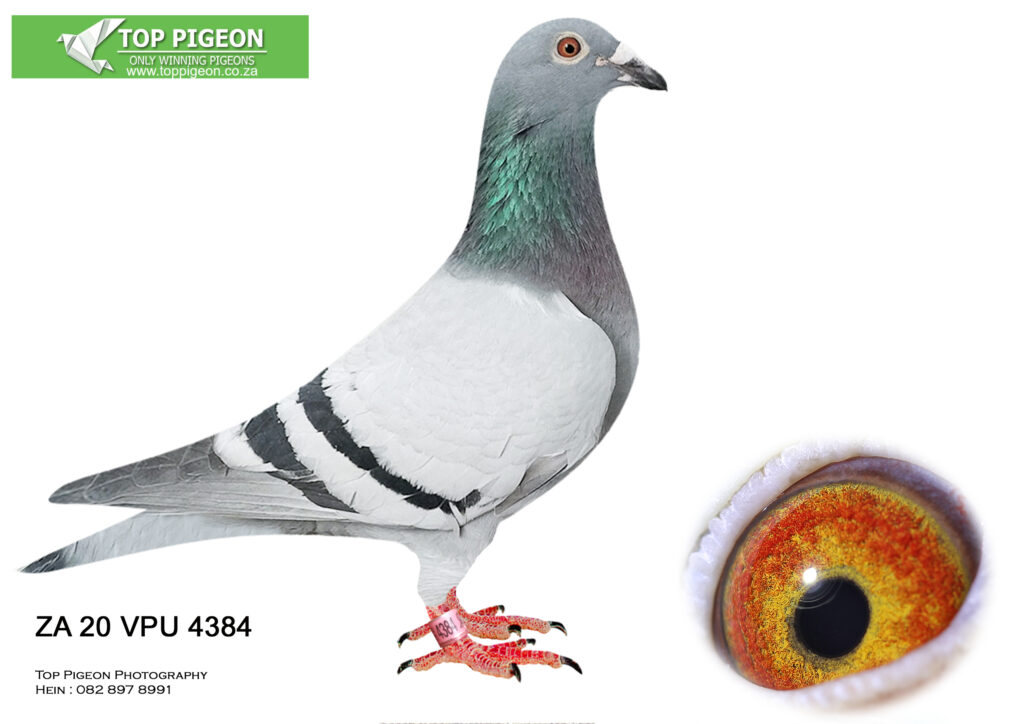 LOT 14 WACKY WEDNESDAY –ZA 20 VPU 4384 BB (BRED BY OUT OF AFRICA LOFTS )–LINEBRED TO OUR TWO NR ...