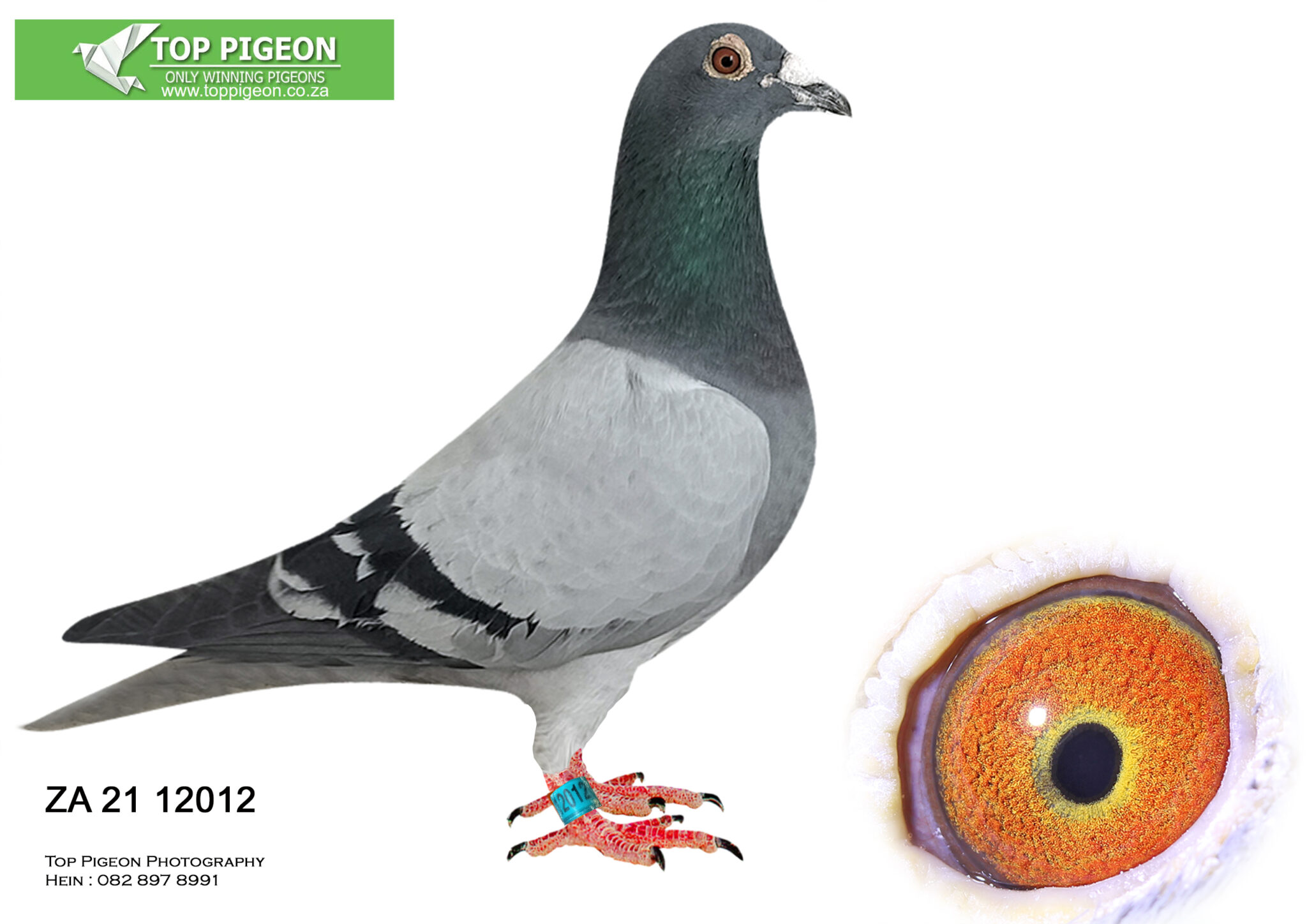 LOT 19 TOP PIGEON END AUGUST – ZA 21 12012 BB -SIRE: AU GFL 511-18 ...