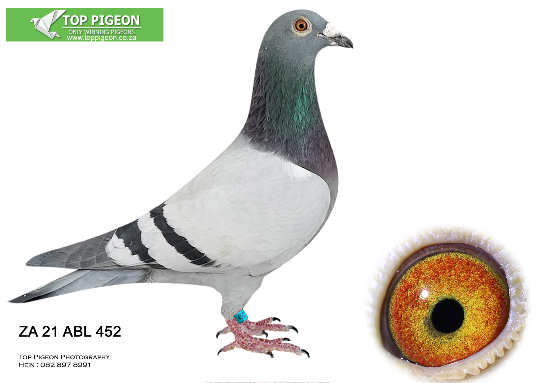 LOT 13 WACKY WEDNESDAY –– ZA 21 ABL 452 BB (BRED BY ALWYN BESTER ...