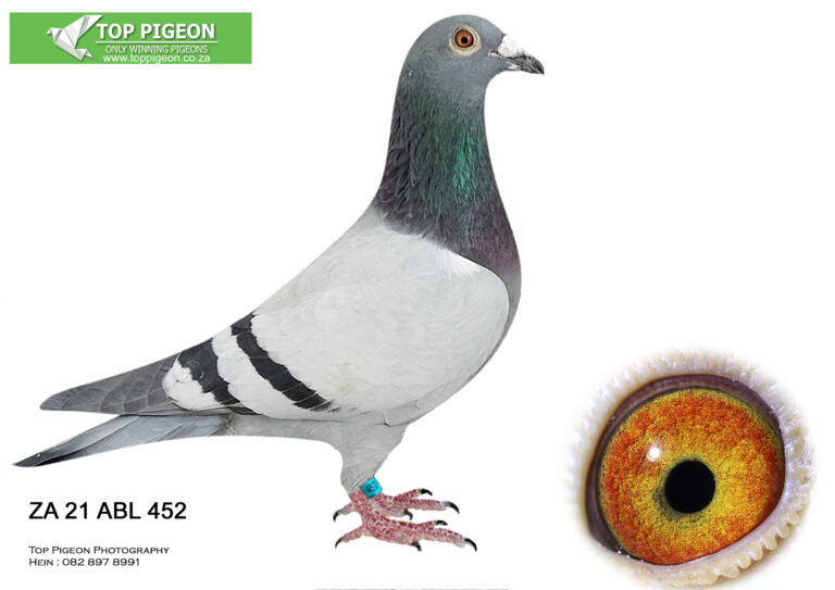 LOT 13 WACKY WEDNESDAY –– ZA 21 ABL 452 BB (BRED BY ALWYN BESTER) ——SIRE: 17601 ZA 13 GPU ...