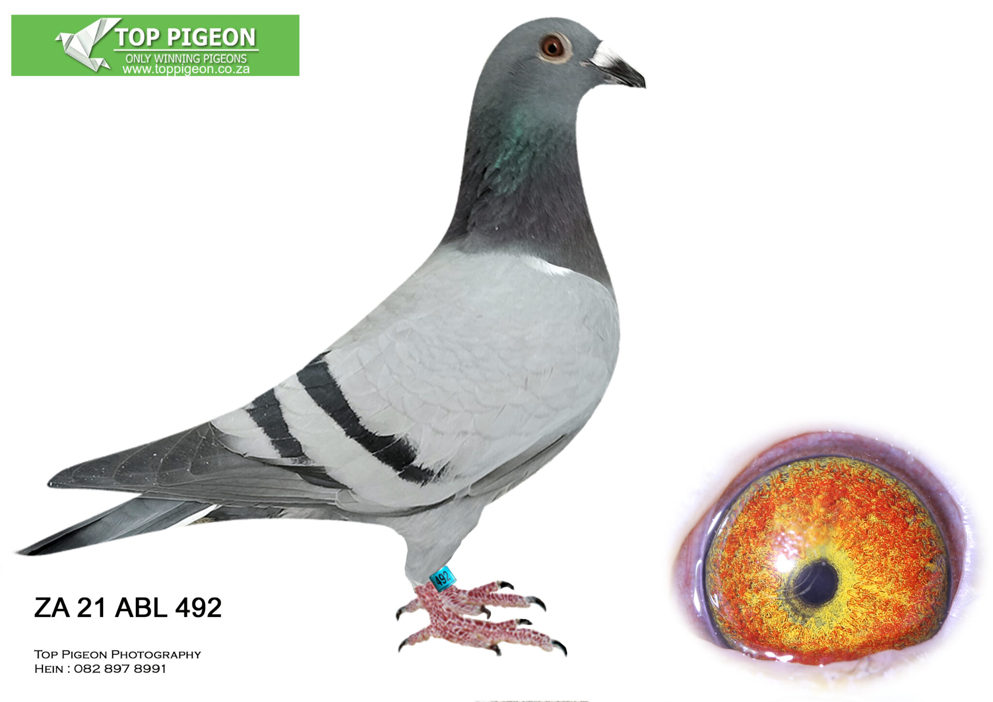 LOT 15 WACKY WEDNESDAY –– ZA 21 ABL 492 BB (BRED BY ALWYN BESTER ...