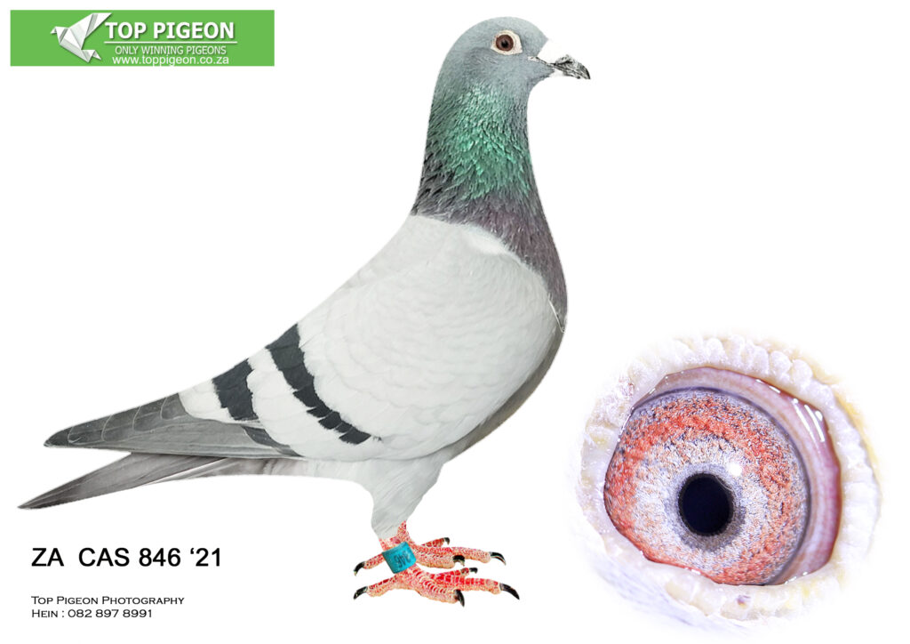 .LOT 8 GREEN DOT AUCTION- ZA 21 CAS 846 (BRED BY BERTUS NEL)——-SIRE ...