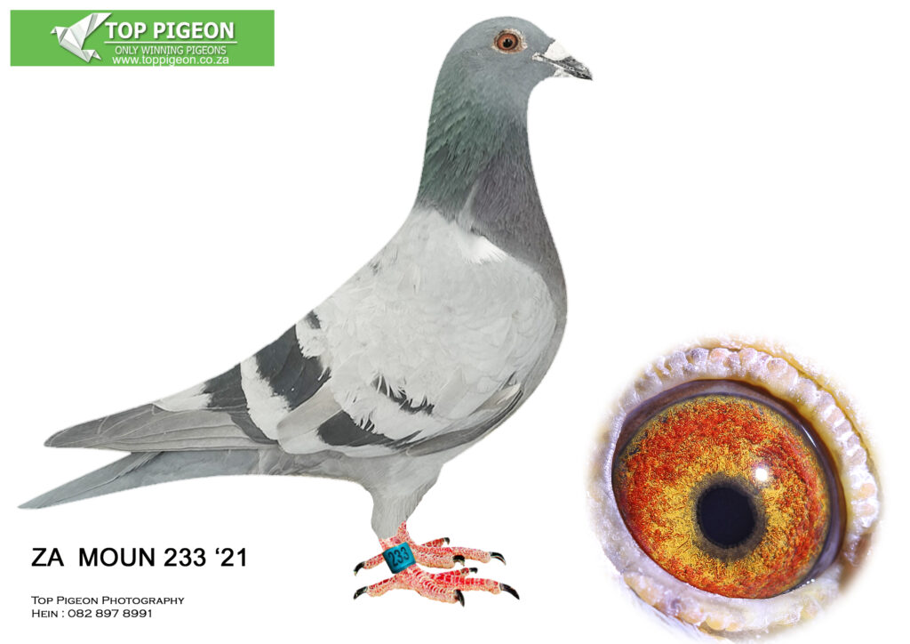 LOT 23 FERDIE LUBBE – ZA 21 MOUN 233 LCH – ALFONS KLAAS PURDEY LINE ...