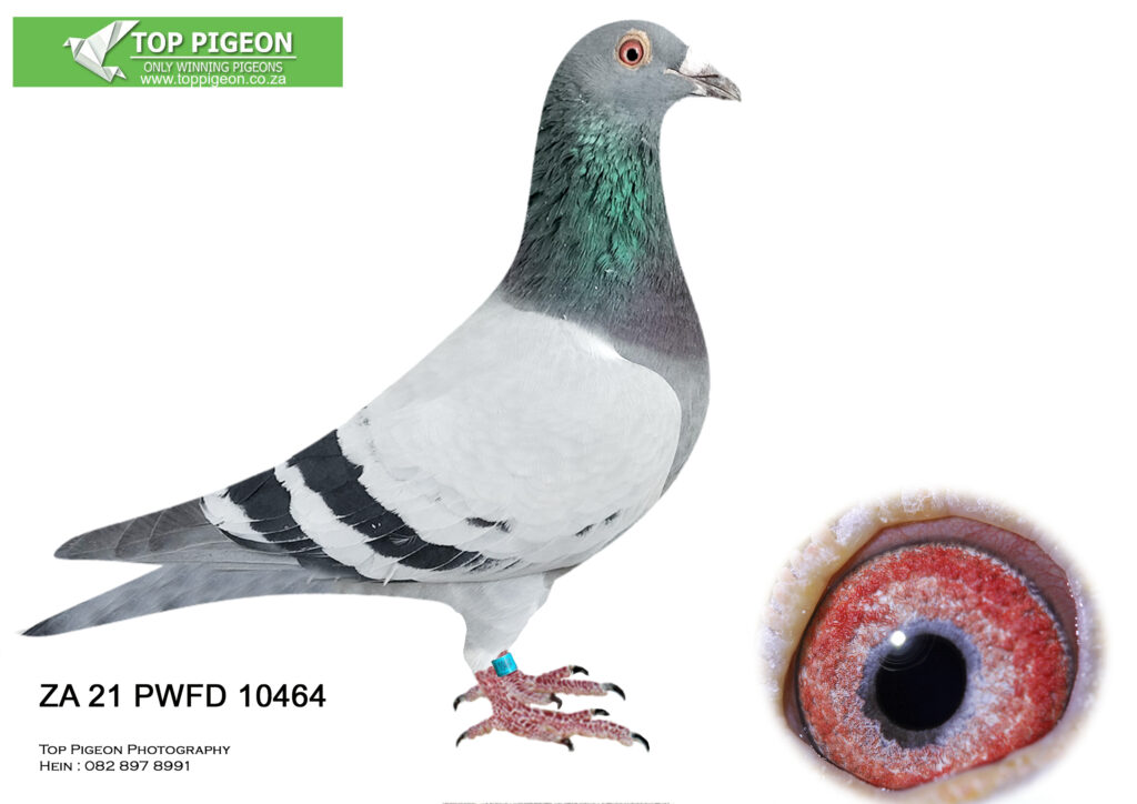 LOT 13 TOP PIGEON END AUGUST – – ZA 21 PWFD 10464 BB – (BRED BY DANIEL TROSKIE) ——Full brother ...