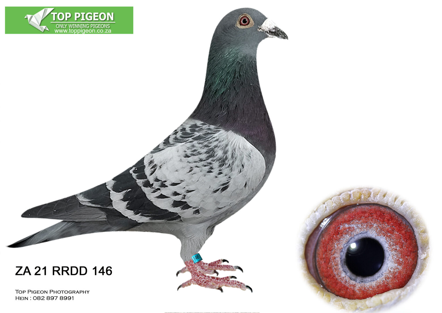 LOT 19 WACKY WEDNESDAY – ZA 21 RRDD 146 CH – (BRED BY ANDRE JOHNSTON ...