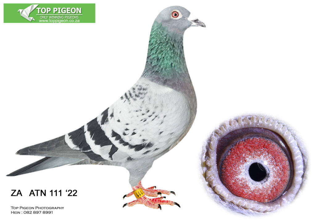 LOT 16 GREEN DOT AUCTION- ZA 22 ATN 111 CH (BRED BY BERTUS NEL) – SIRE ...