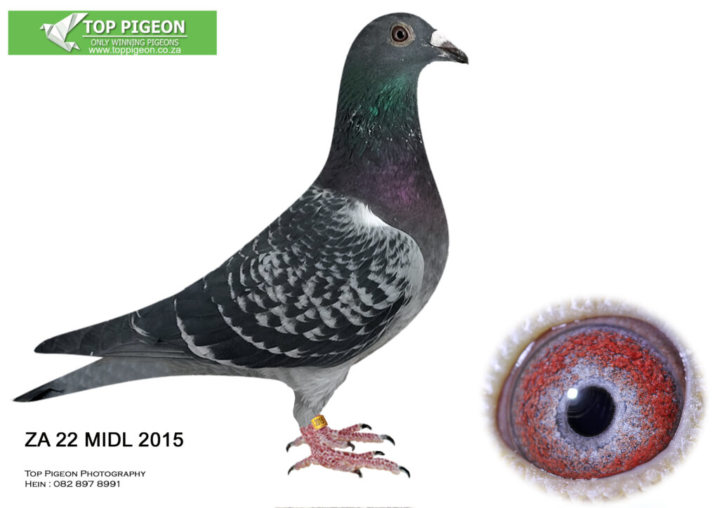 LOT 25 TOP PIGEON MID AUGUST – ZA 22 MIDL 2015 CH (BRED BY MIDLANDS ...