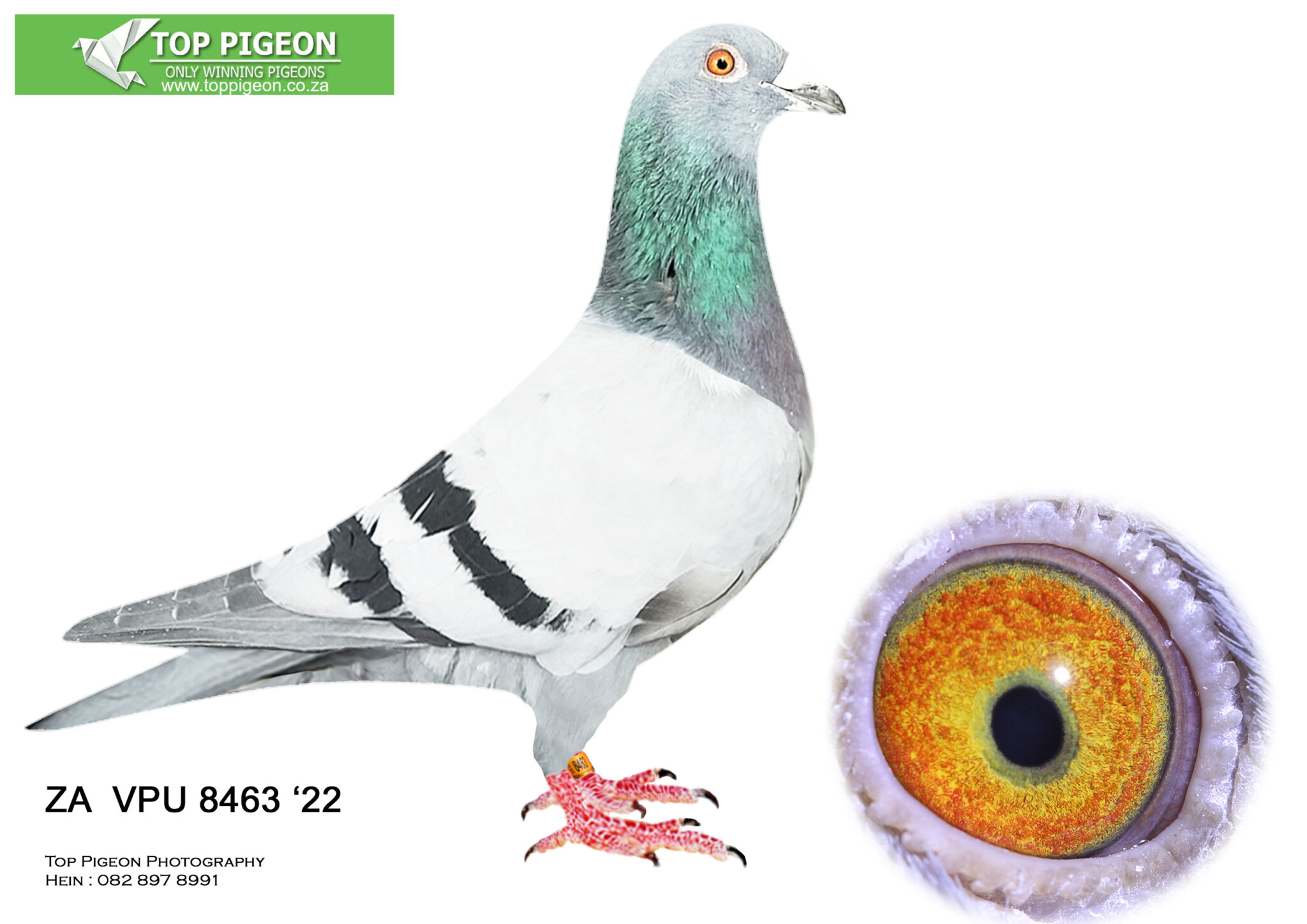 .LOT 5 OUT OF AFRICA -ZA 22 VPU 8463 BB – SIRE: ZA 18 OOA 335 “SUPER 335” . 810 X GOLDEN CARELLY ...