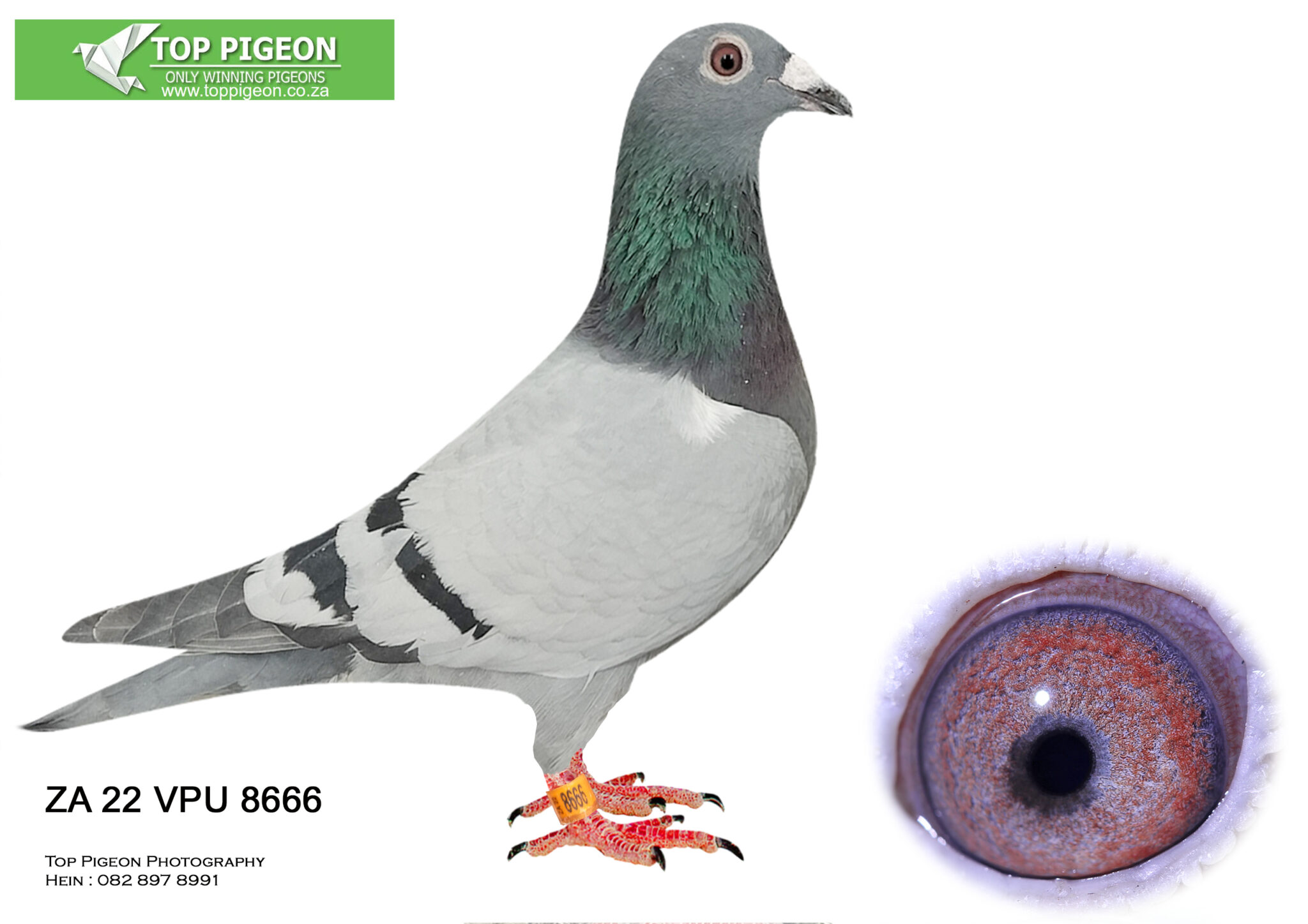 LOT 24 OUT OF AFRICA – ZA 22 VPU 8666 BB – SIRE : ZA 15 GPU 11445 “1ST BLOEM 4TH ACE” 1ST AND ...