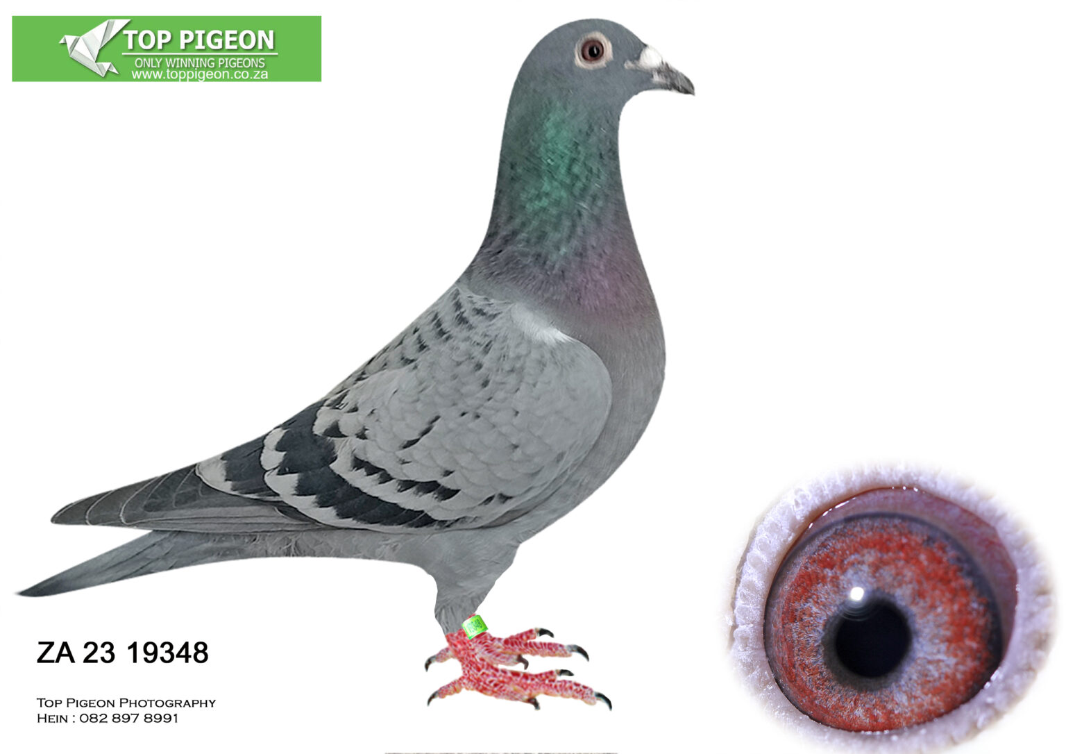 LOT 16 TOP PIGEON EARLY AUGUST – ZA 23 19348 CH – SIRE: 1432214 NL 14 ...
