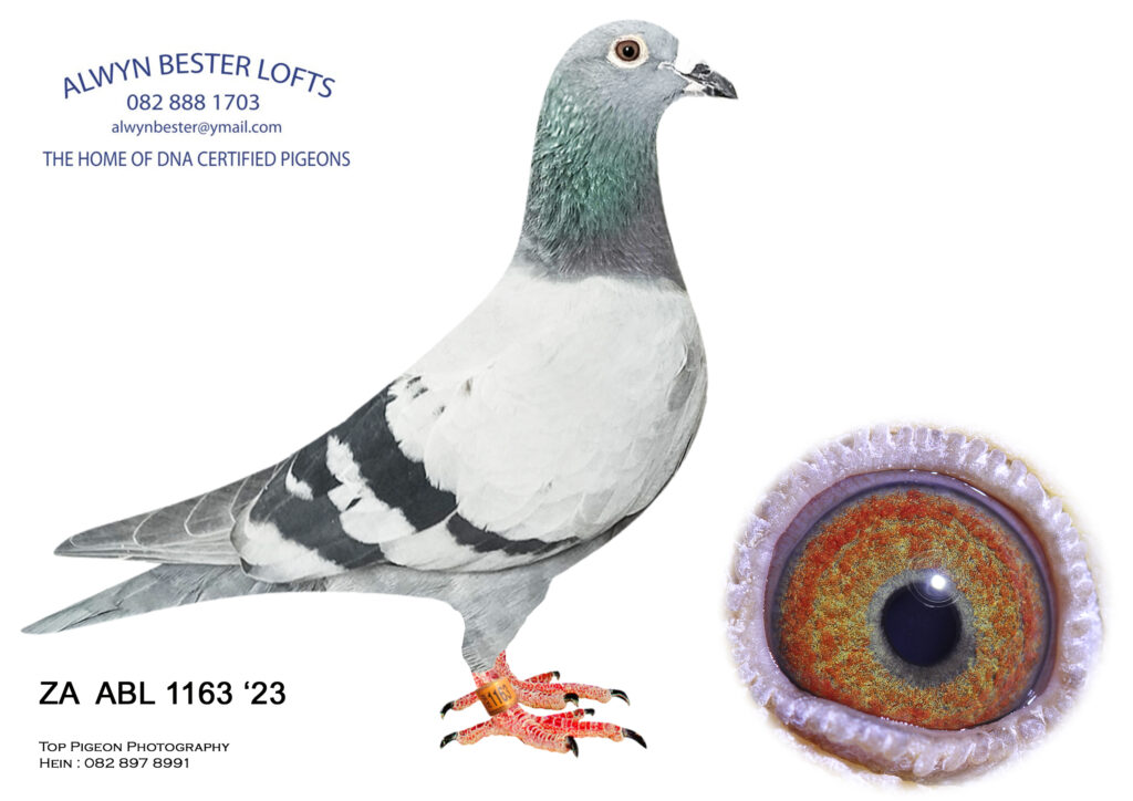 .LOT 8 ALWYN BESTER – ZA 23 ABL 1163 BB – GOLDEN CARELLY —-SIRE: ZA 14 GPU 11261 “EGBERT” GOLDEN ...