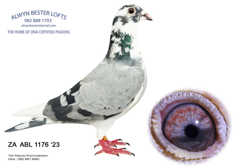 LOT 13 ALWYN BESTER – ZA 23 ABL 1176 BBAR PIED – D VD BULCK / SANGERS ——SIRE: 6014591 BE 20 ...