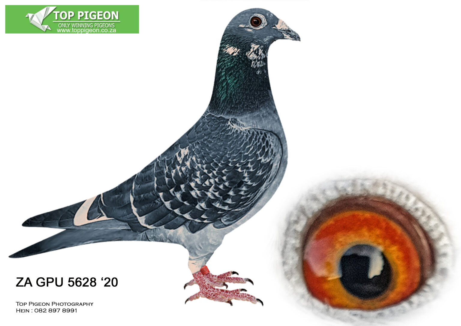 LOT 40 – TOP PIGEON MAGIC AUCTION – ZA GPU 5628 DCPied – Super strong ...