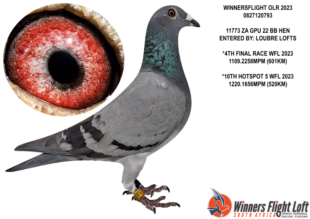 .LOT 3 WINNERSFLIGHT OLR – ZA 22 GPU 11773 BB – LOUBRE LOFTS – SIRE: 12913 TRPF 18 .Colour: Blue ...