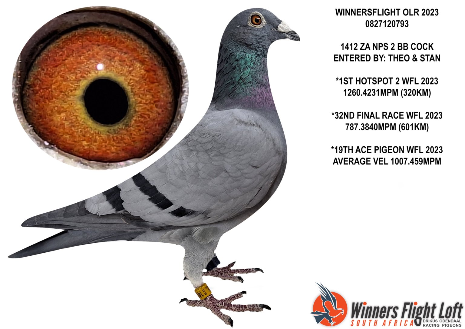 .LOT 5 WINNERSFLIGHT OLR – ZA 22 NPS 1412 BB – THEO & STAN – 1ST ...