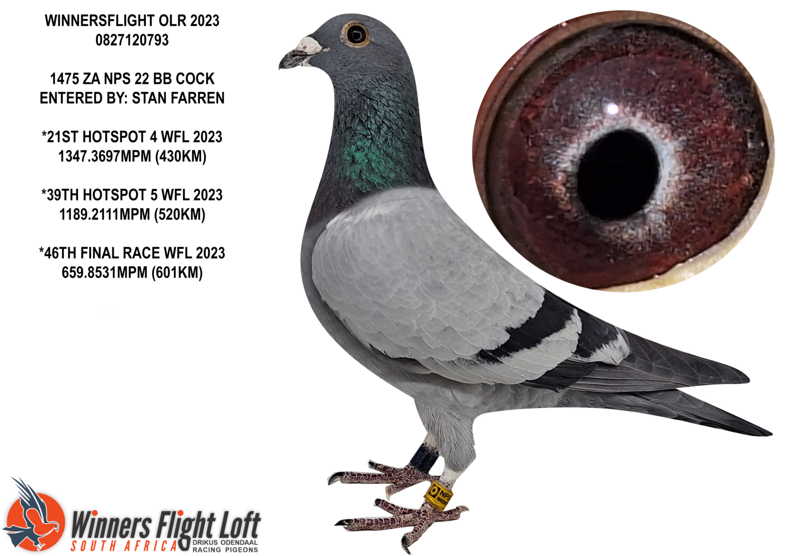 LOT 19 WINNERSFLIGHT OLR – ZA 22 NPS 1475 BB – TAN FARREN —SOETDORING ...