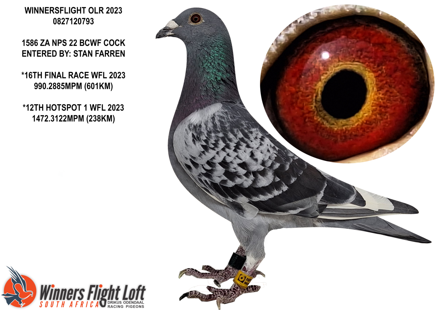 LOT 17 WINNERSFLIGHT OLR – ZA 22 NPS 1586 CHWF -STAN FARREN —SOETDORING ...