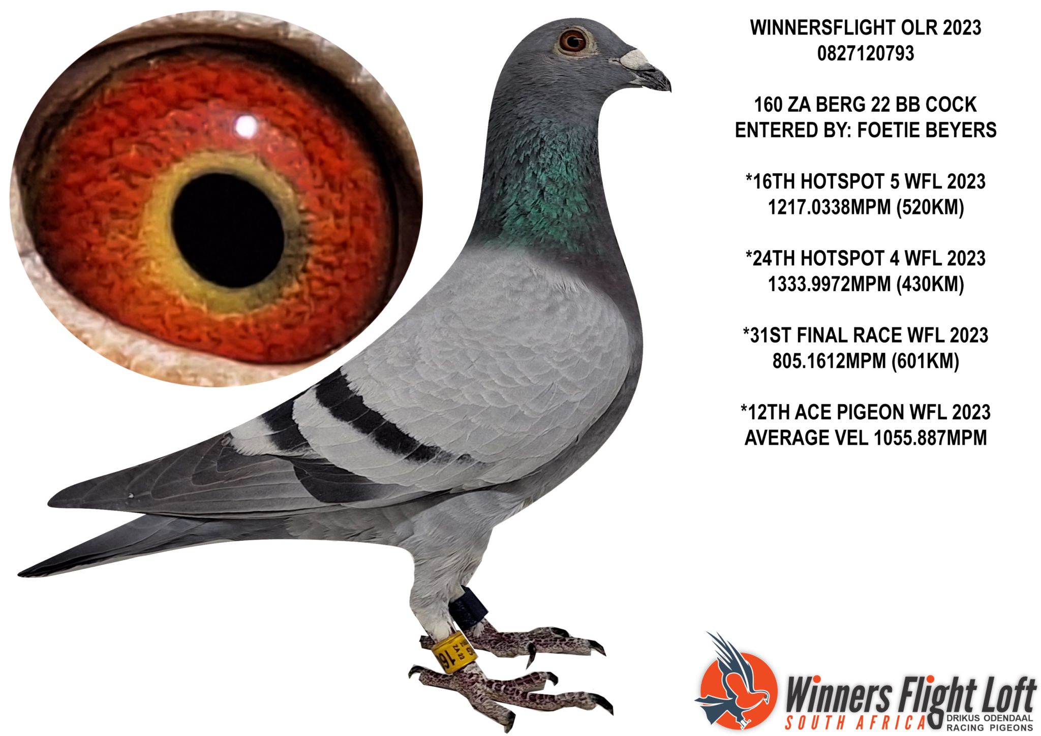 .LOT 4 WINNERSFLIGHT OLR – ZA 22 BERG 160 BB -FOETIE BEYERS – SIRE:64 ...
