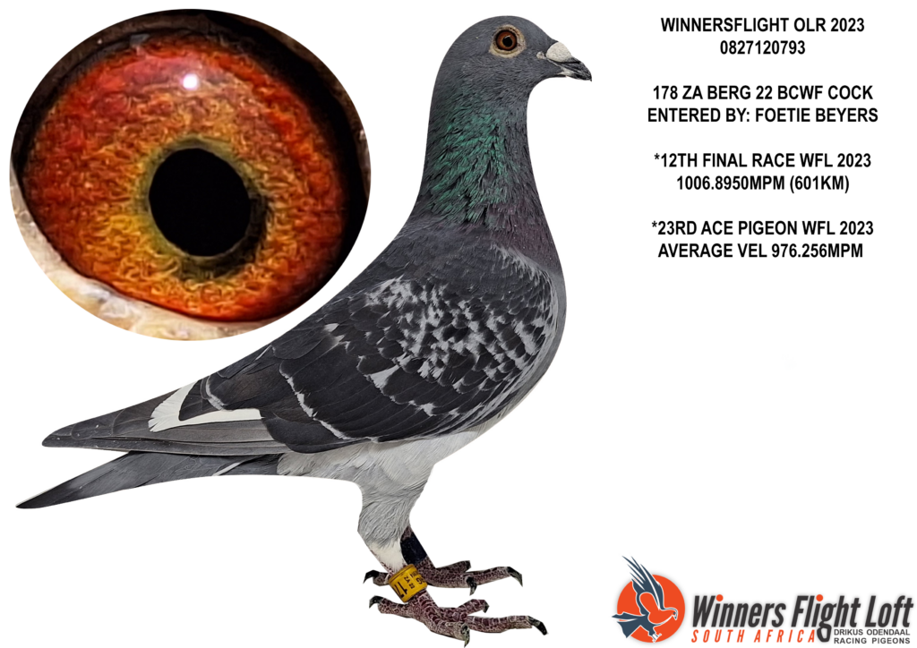 LOT 18 WINNERSFLIGHT OLR – ZA 22 BERG 178 CHWF – FOETIE BEYERS -Einkamerer/Gaby Vandenabeele ...