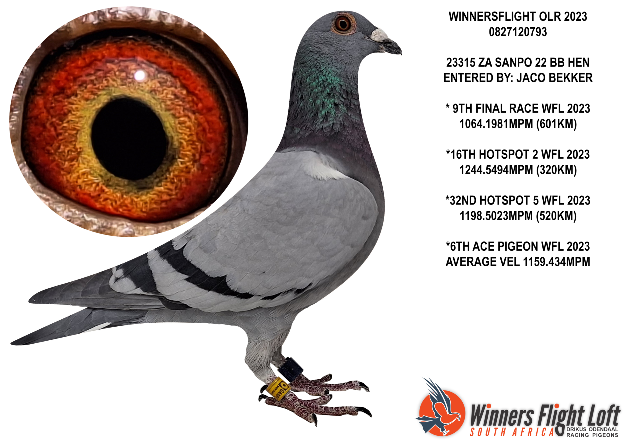 LOT 15 WINNERSFLIGHT OLR – ZA 22 SANPO 23315 BB – JACO BEKKER – 9TH FINAL RACE , 6TH ACE PIGEON ...