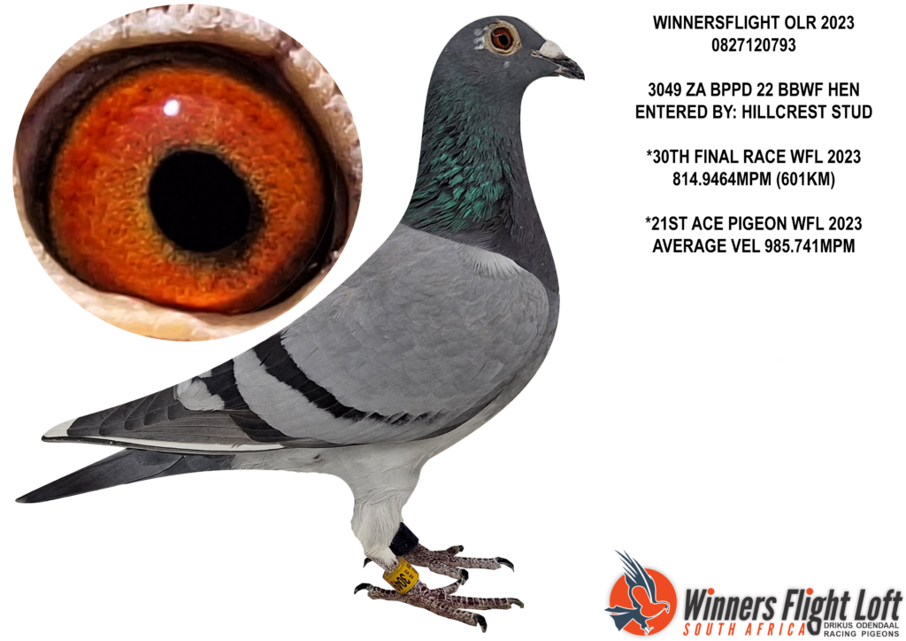 .LOT 6 WINNERSFLIGHT OLR – ZA 22 BPPF 3049 BBWF -P & R STOKES.——Bird is ...