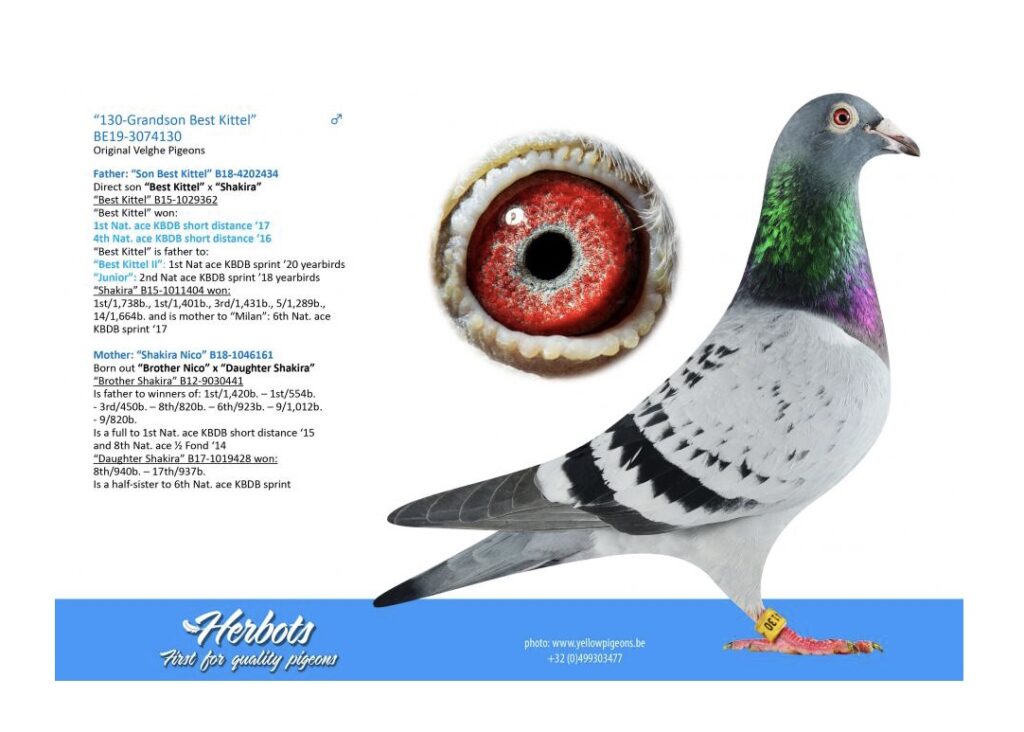 .LOT 4 MIKE ENGELBRECHT – ZA 23 BULLCAT LOFTS 340 – SIRE:DV 0824 15 990 ...